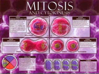 Mitosis Final | PPT