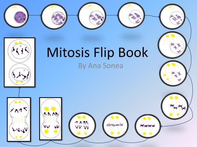 Mitosis Flip Book | PPTX | Needlework | Arts and Crafts