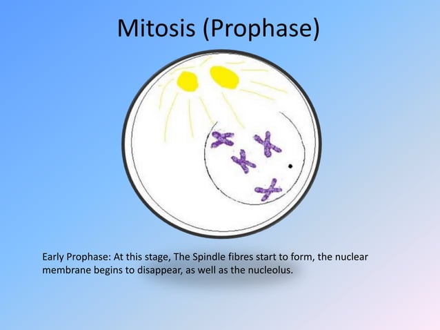 Mitosis Flip Book | PPTX | Needlework | Arts and Crafts