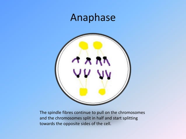 Mitosis Flip Book | PPT