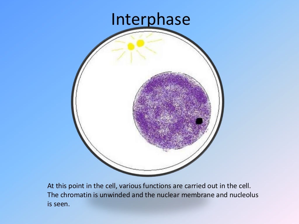 mitosis-flip-book