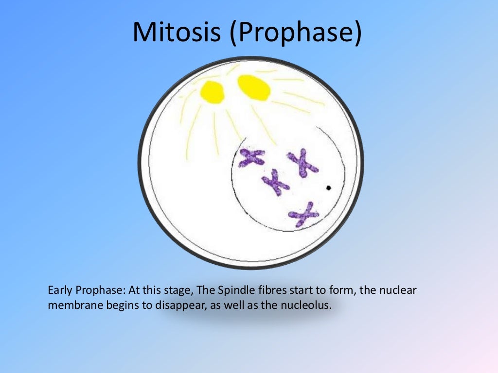 Mitosis Flip Book