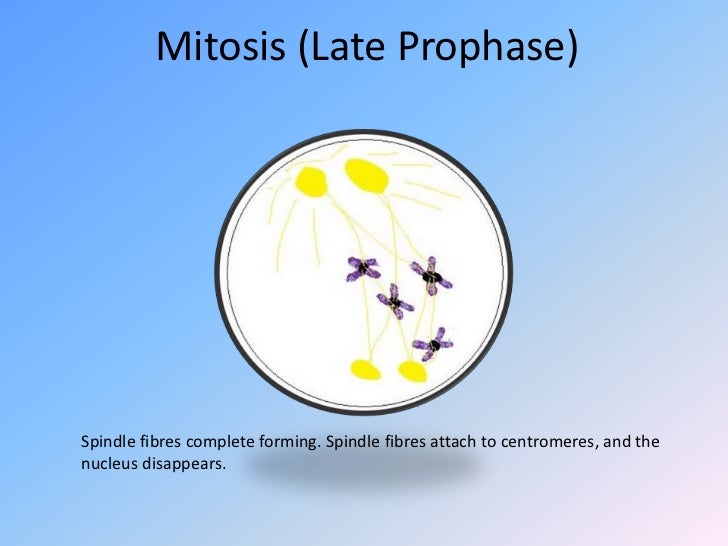 Interphase mitosis flip book - retgospel