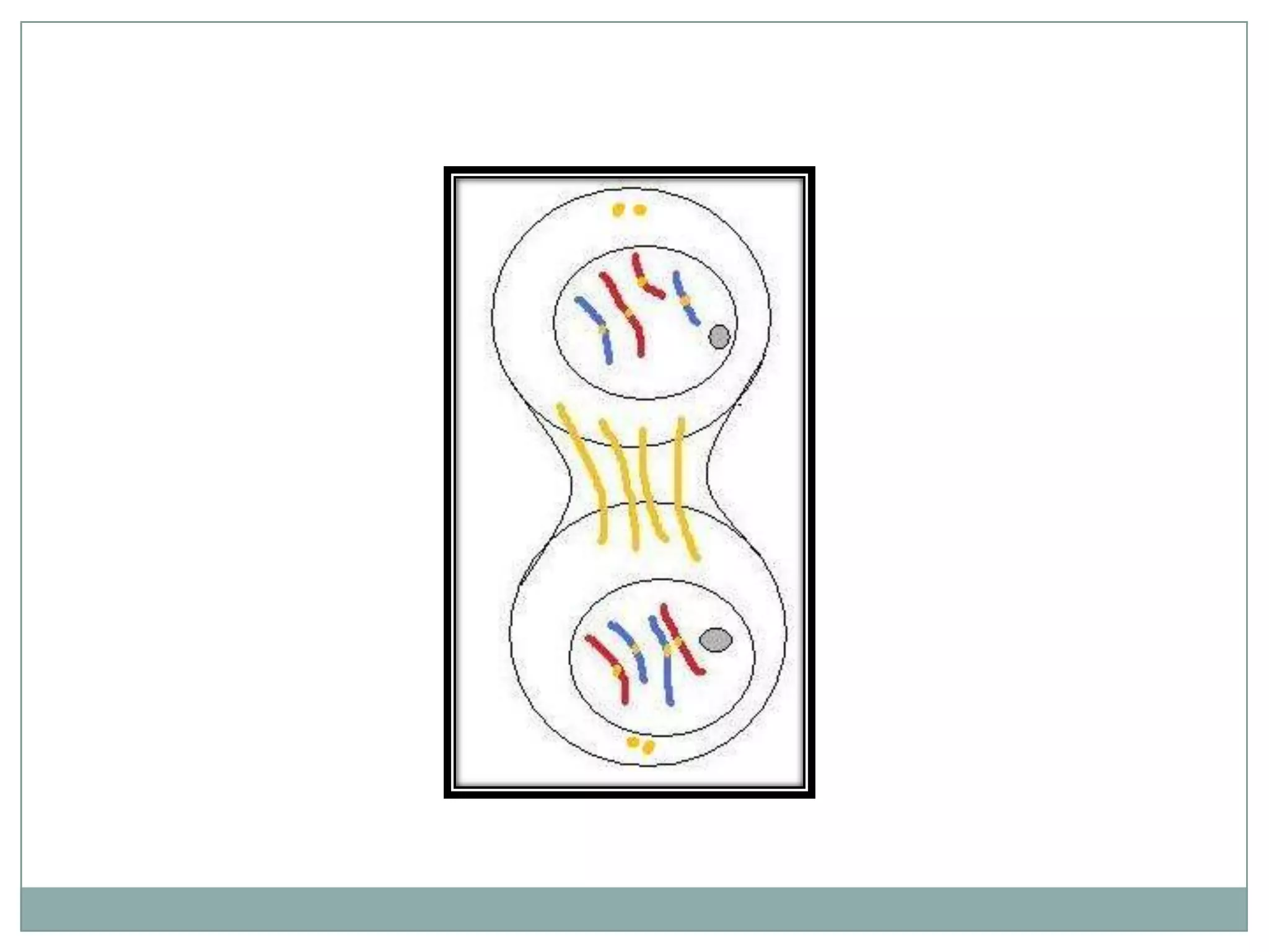 Mitosis Flip Book | PPTX