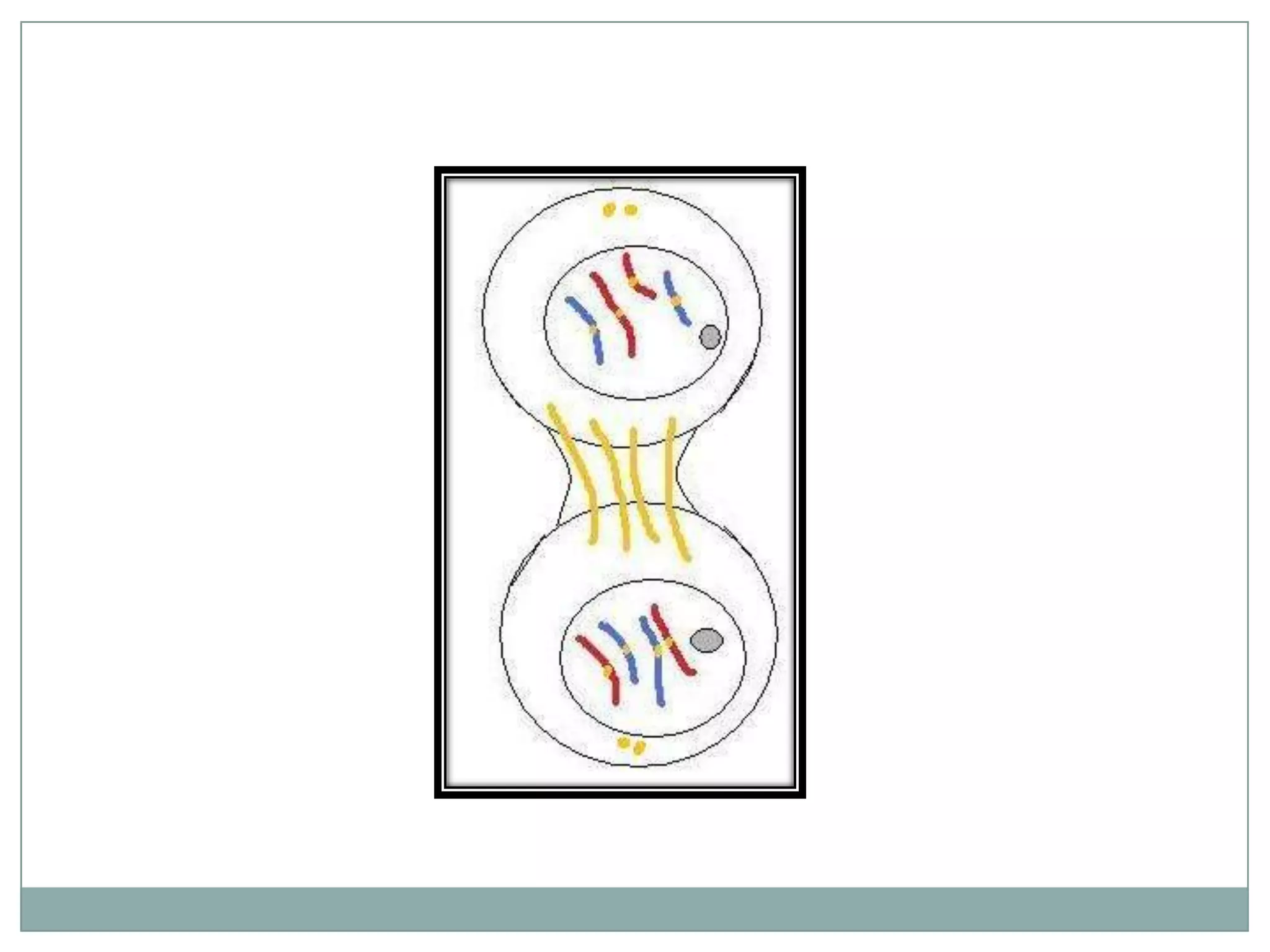 Mitosis Flip Book | PPTX