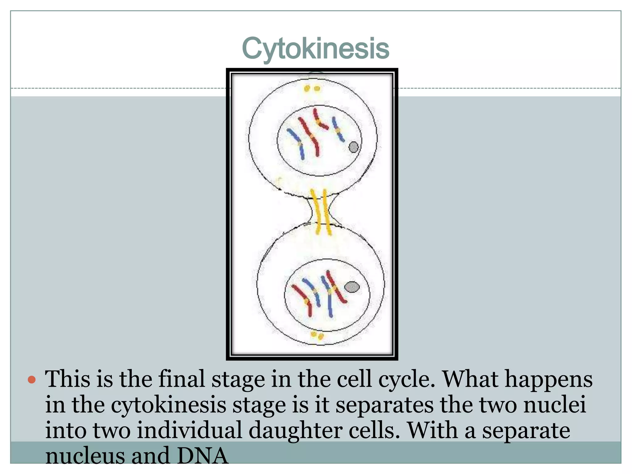 Mitosis Flip Book | PPTX