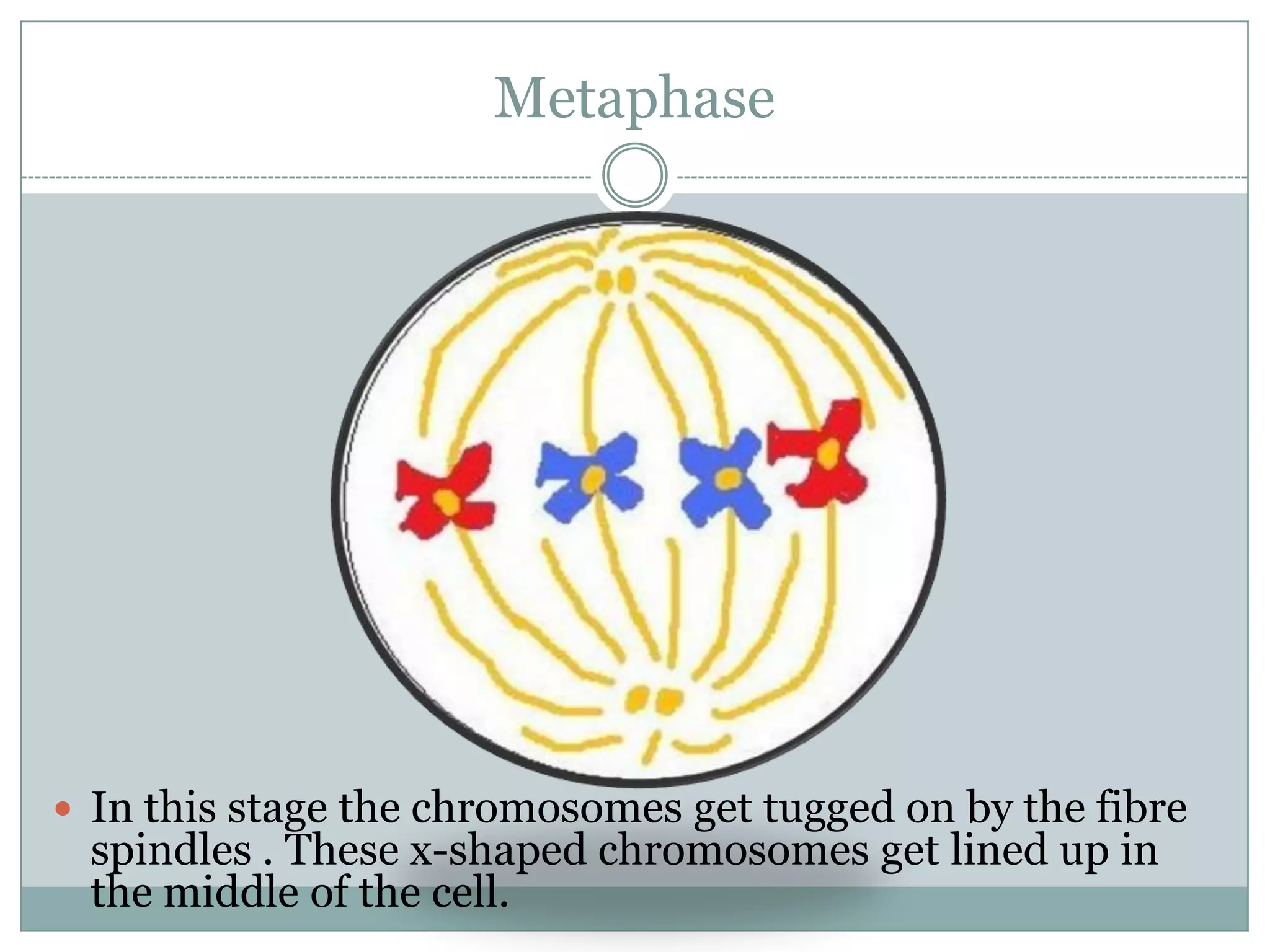 Mitosis Flip Book | PPTX