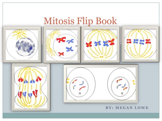 Mitosis Flip Book | PPTX