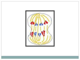 Mitosis Flip Book | PPTX