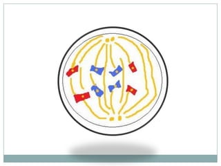Mitosis Flip Book Labeled