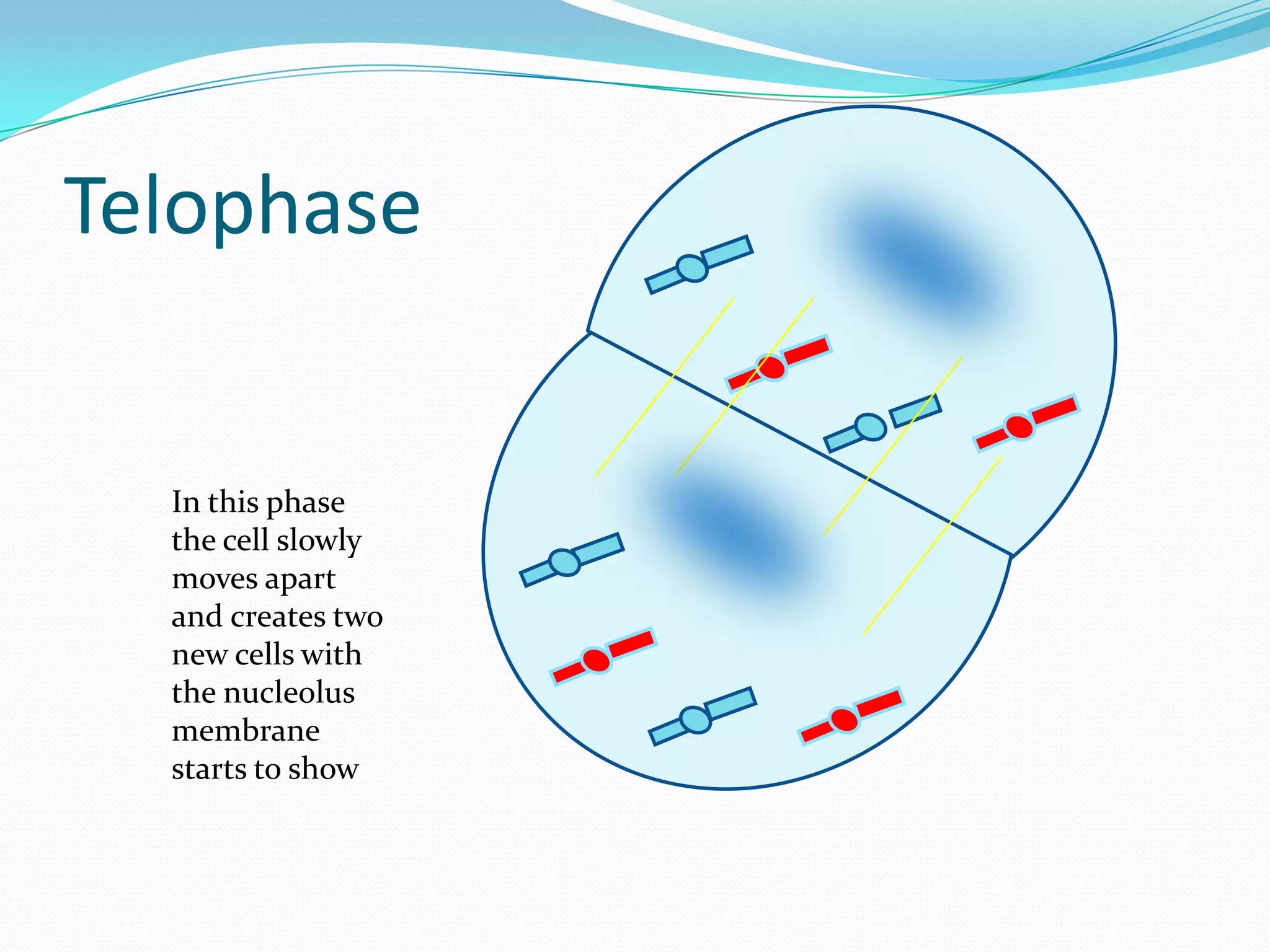 Mitosis Flip Book | PPTX