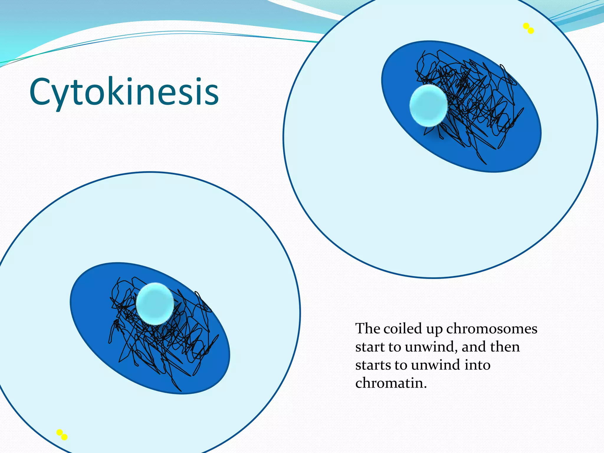 Mitosis Flip Book | PPTX