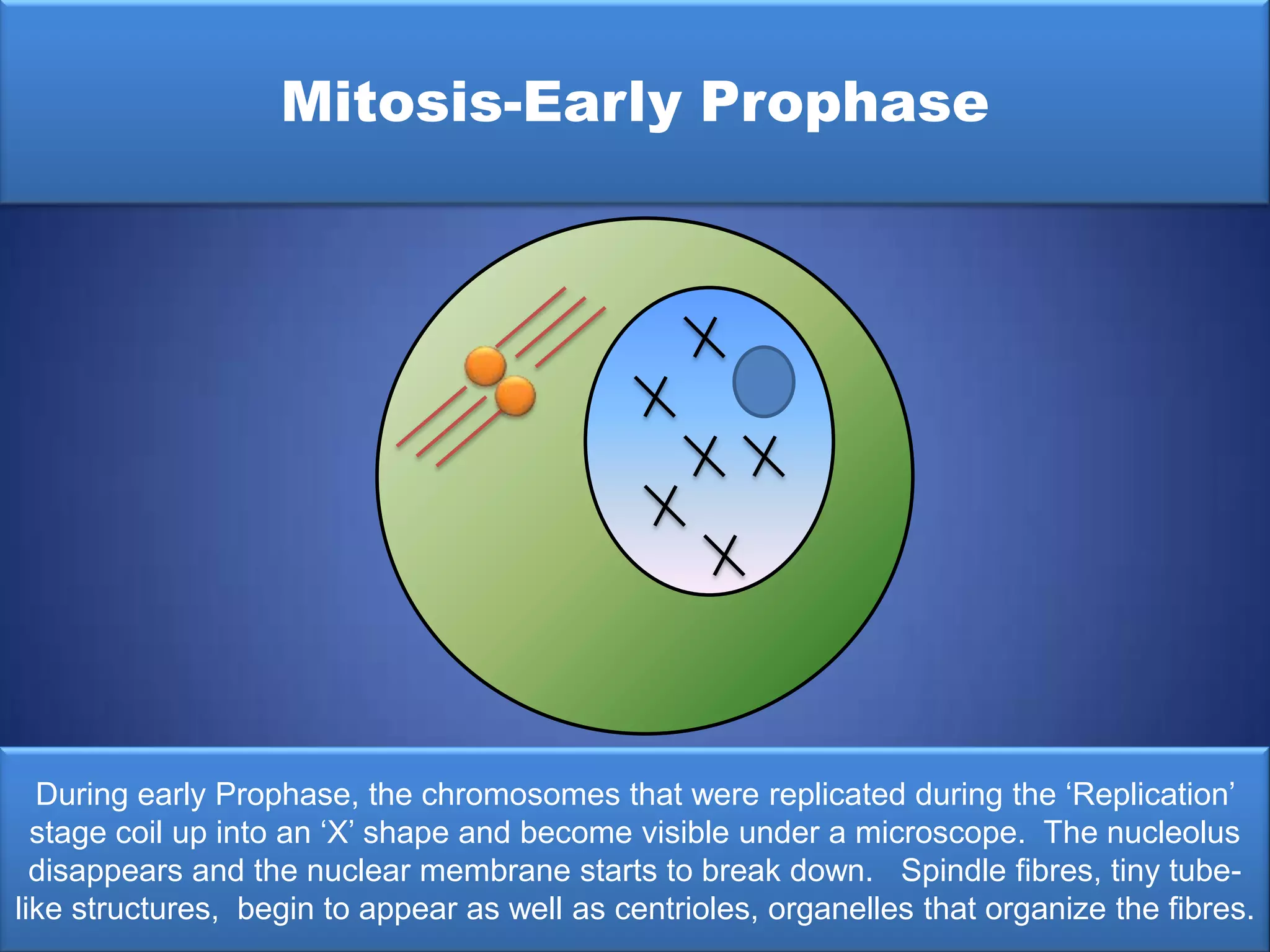 Cell Cycle Flipbook | PPTX