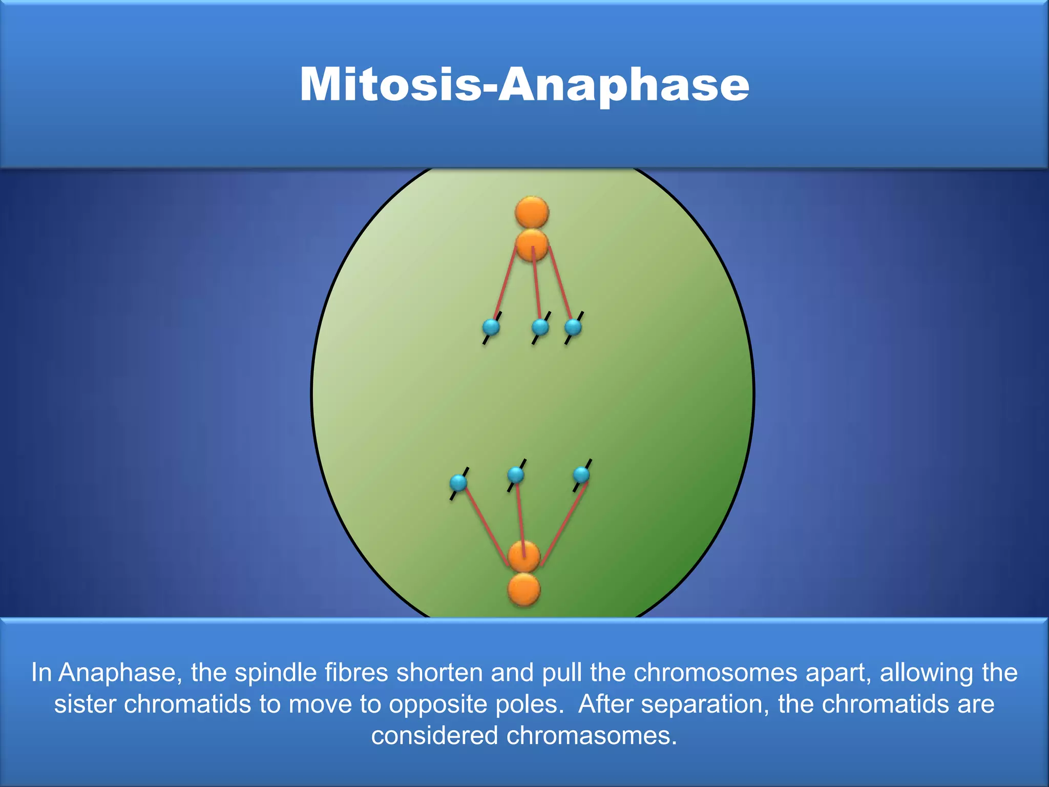 Cell Cycle Flipbook | PPTX