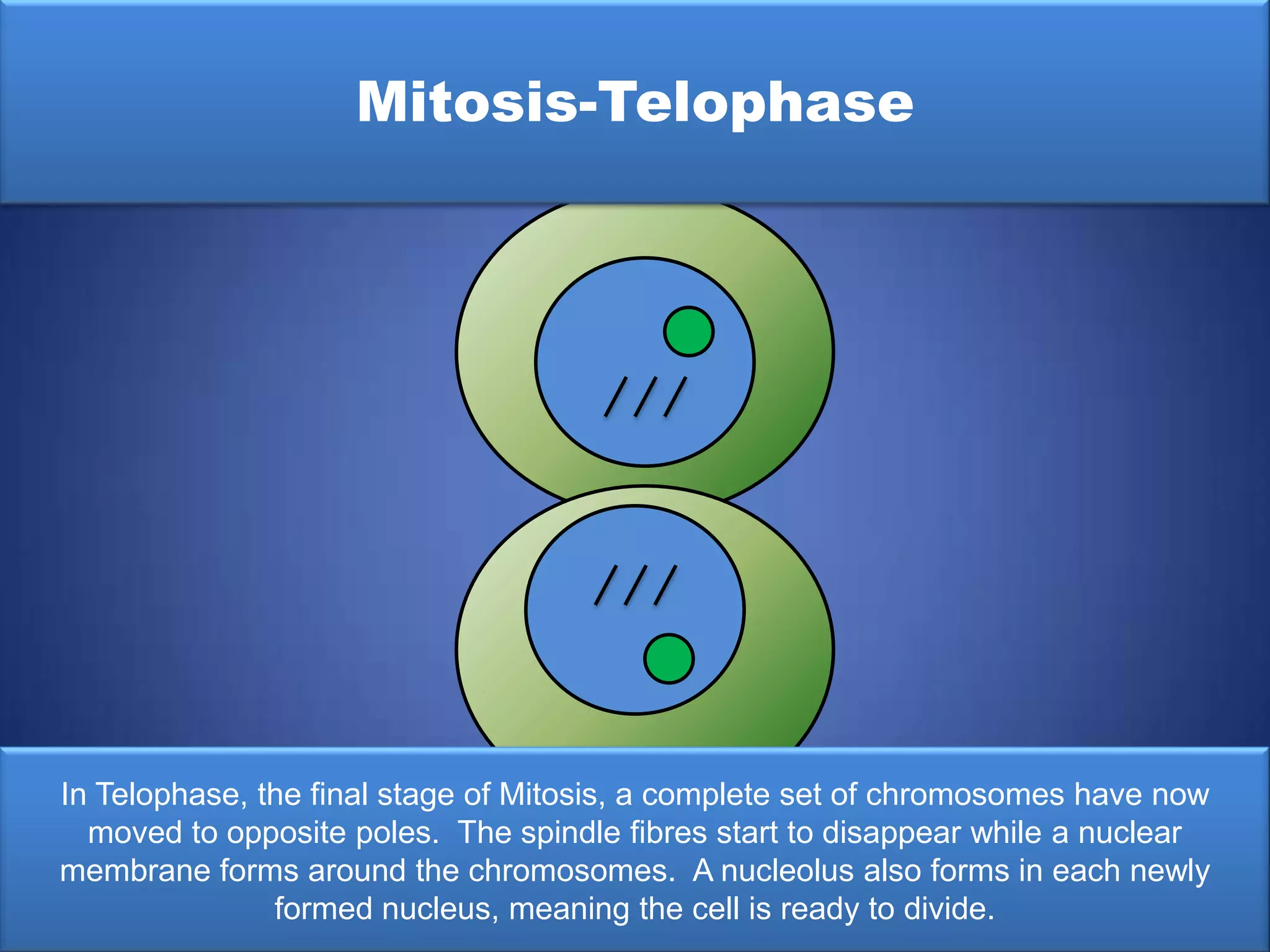 Cell Cycle Flipbook | PPTX