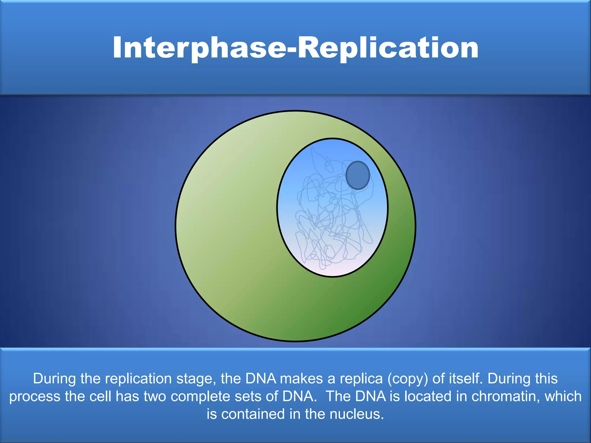 Cell Cycle Flipbook | PPTX