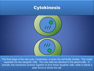 Cell Cycle Flipbook | PPTX