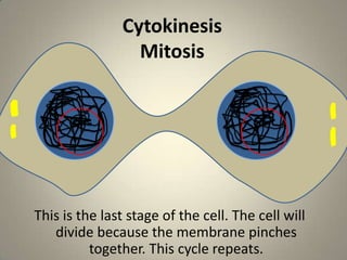 Mitosis Flip Book | PPTX