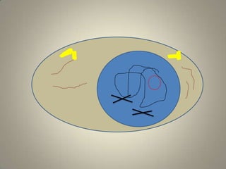 Mitosis Flip Book | PPTX