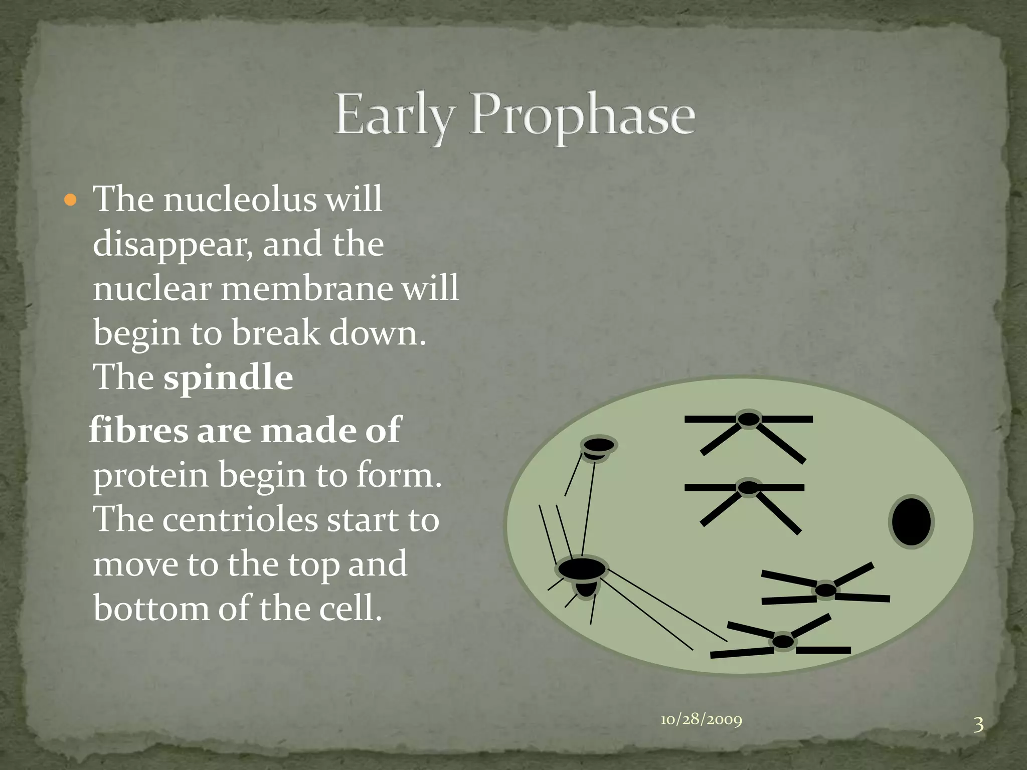 Mitosis Flipbook | PPTX | Biological Sciences | Science