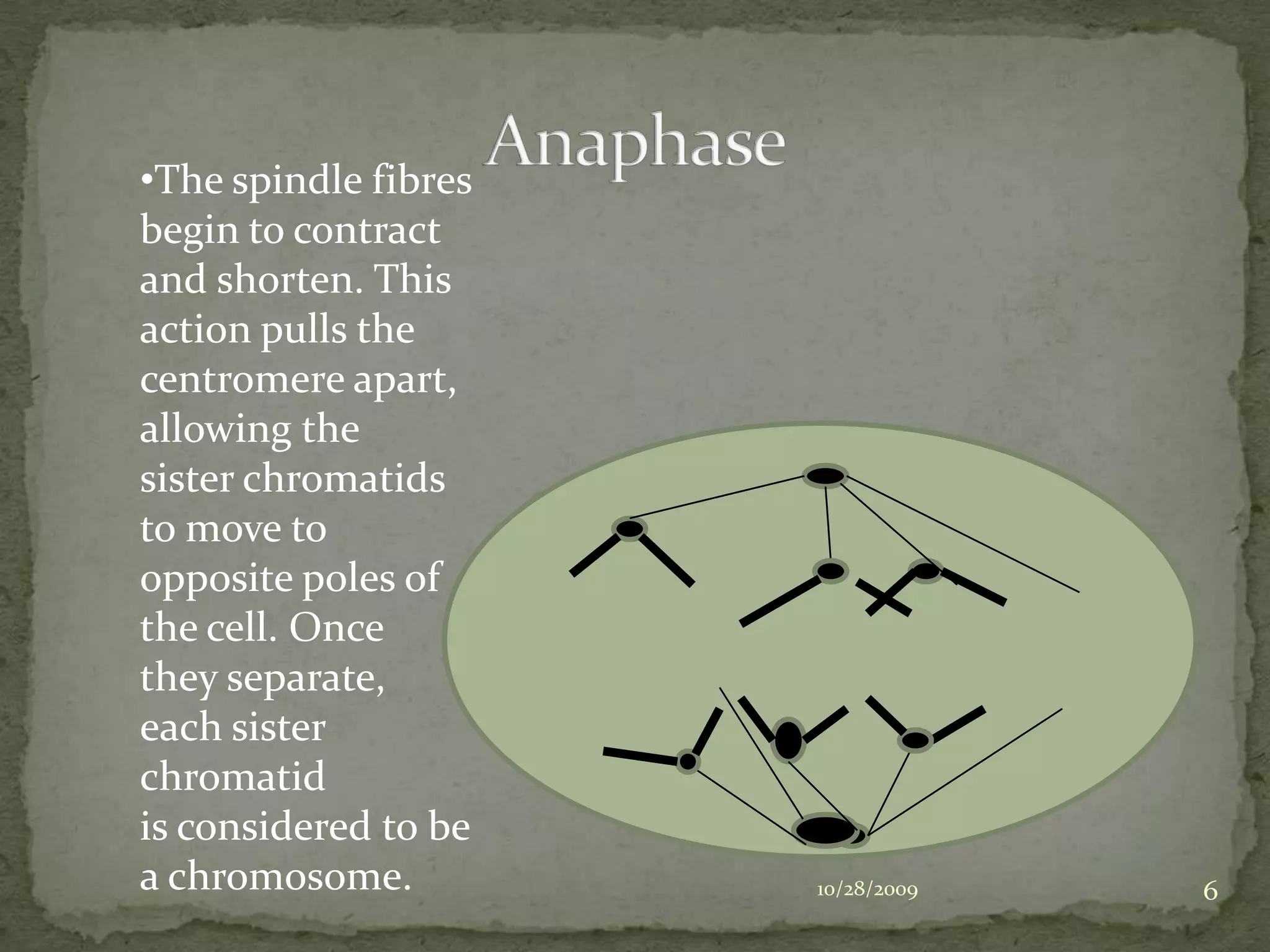 Mitosis Flipbook | PPTX | Biological Sciences | Science