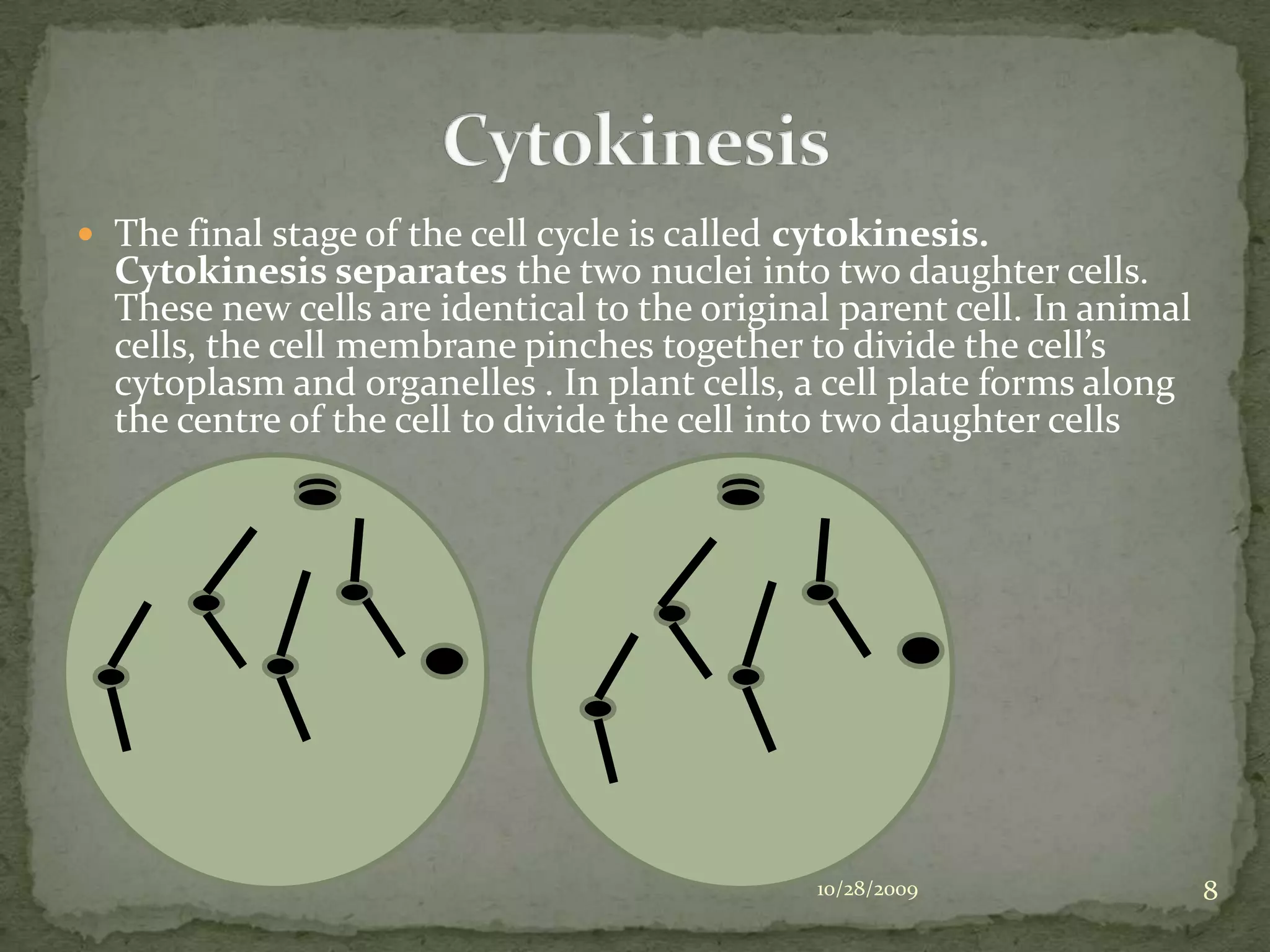 Mitosis Flipbook | PPTX | Biological Sciences | Science