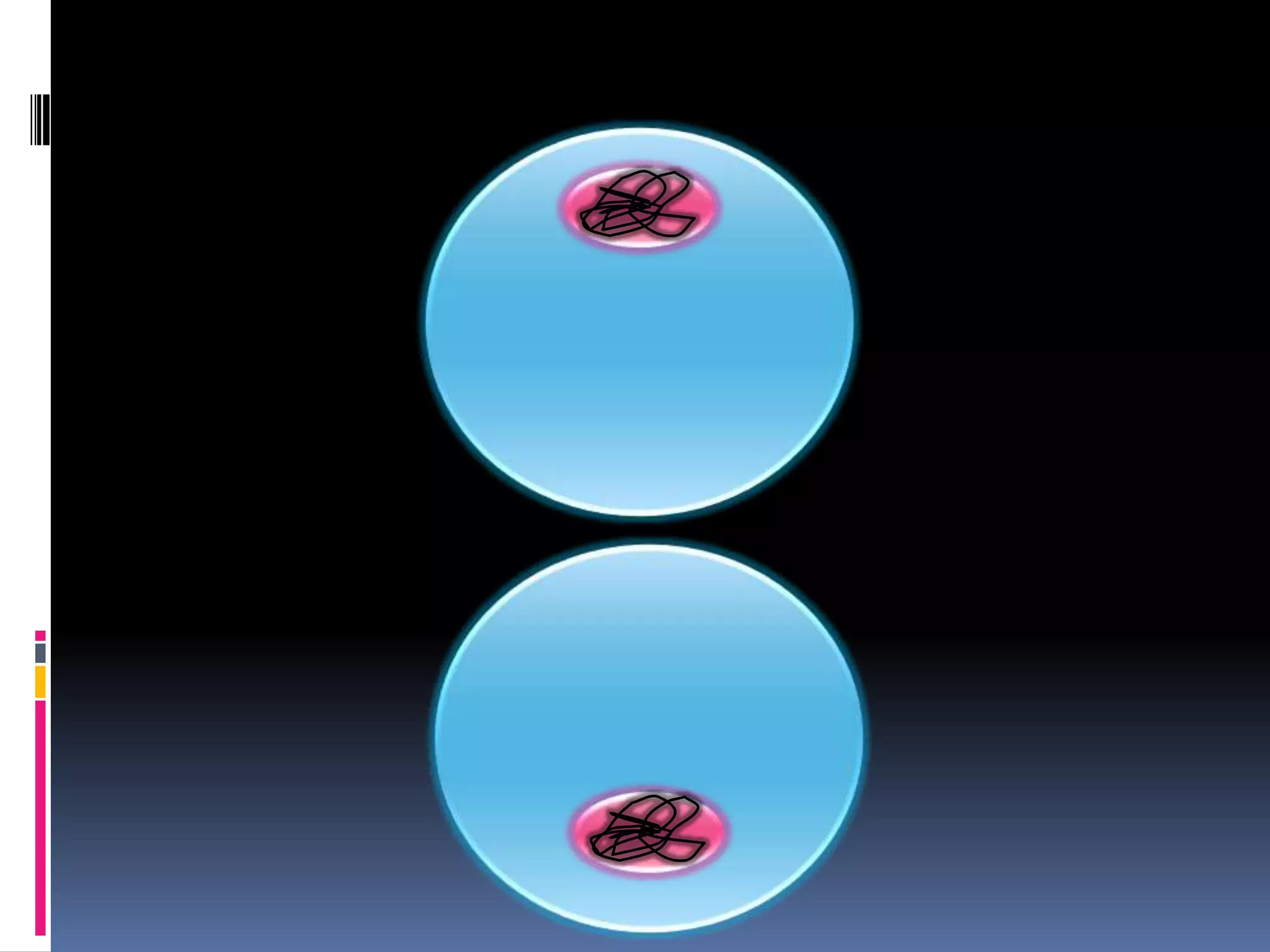 Mitosis Flip Book | PPT