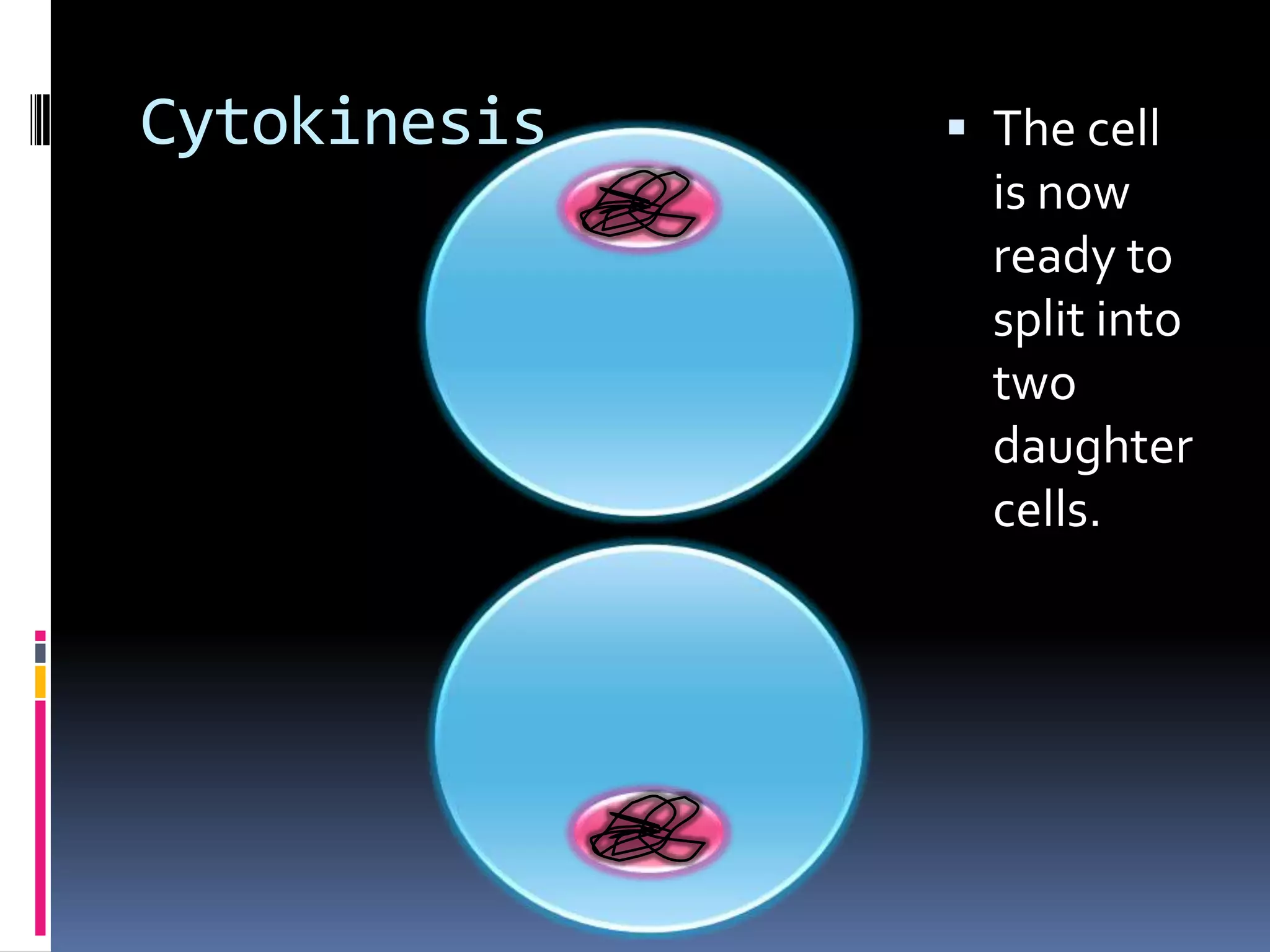 Mitosis Flip Book | PPT