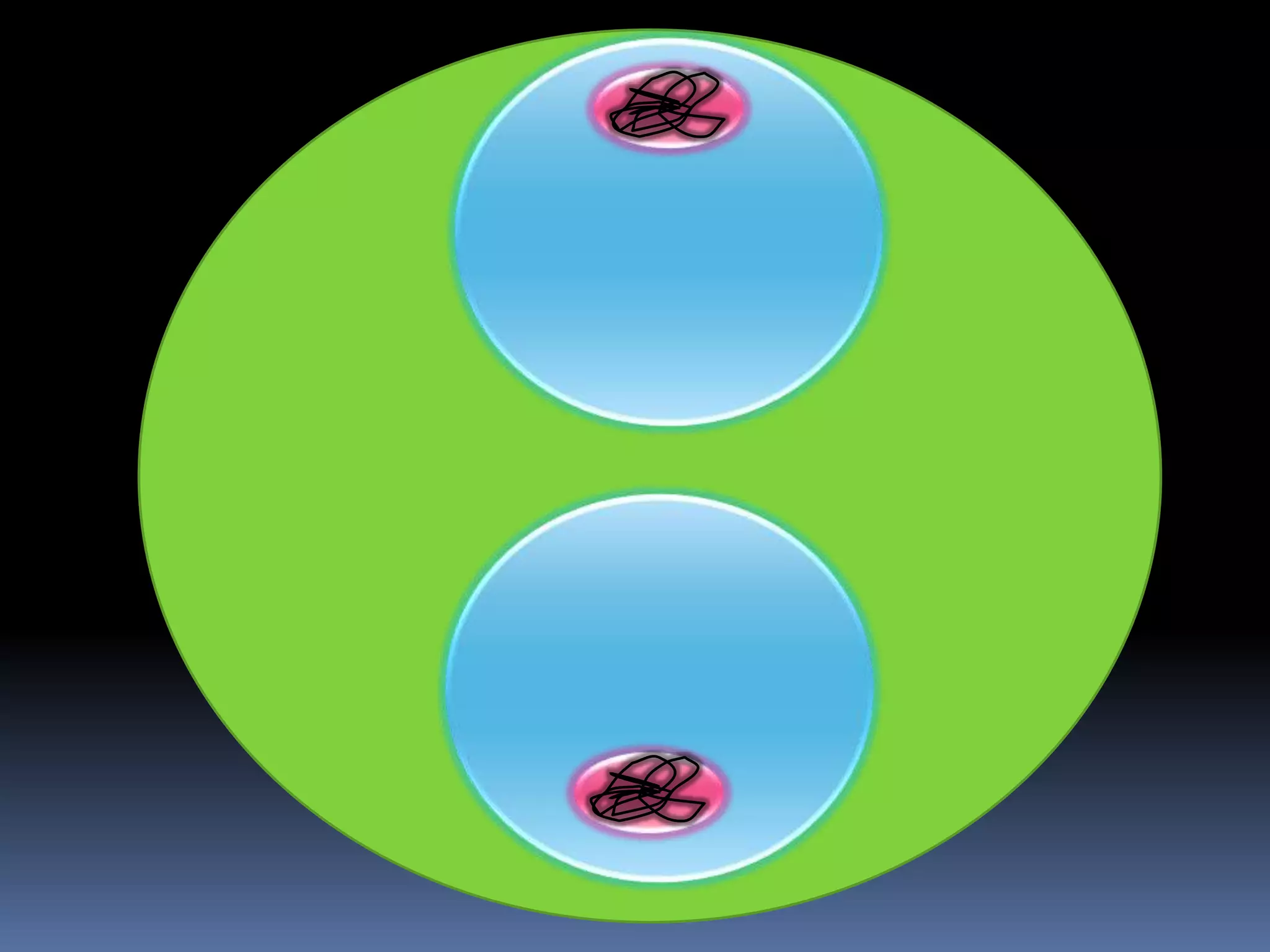 Mitosis Flip Book | PPT