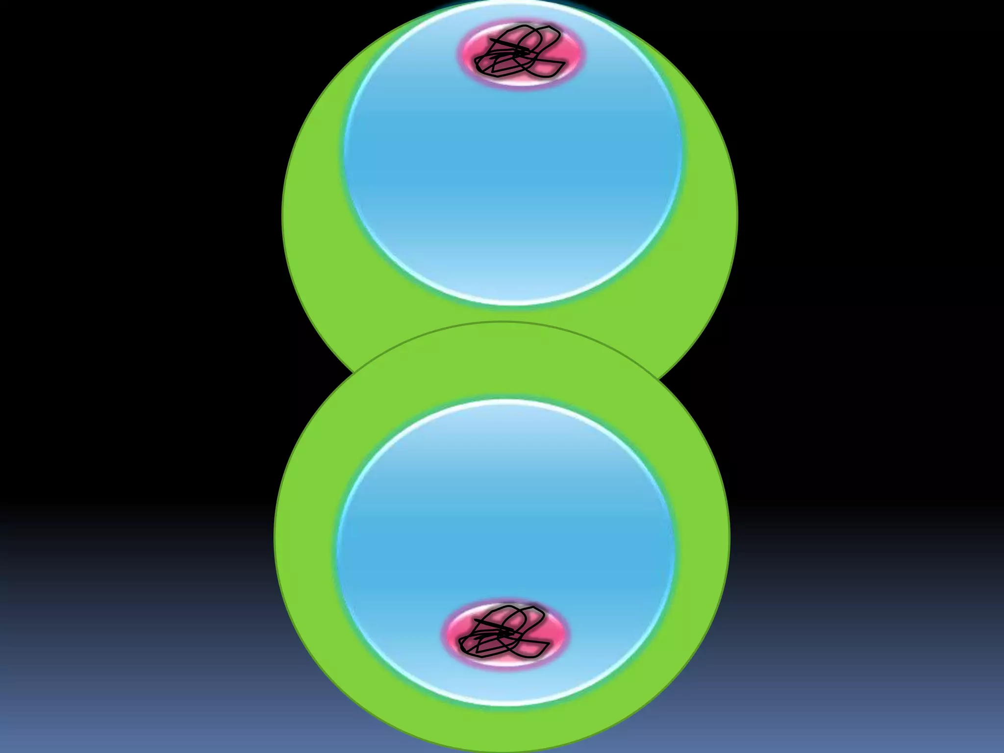 Mitosis Flip Book | PPT