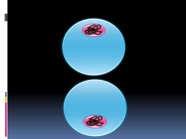 Mitosis Flip Book | PPT