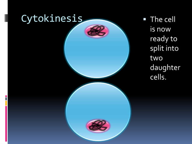 Mitosis Flip Book | PPT