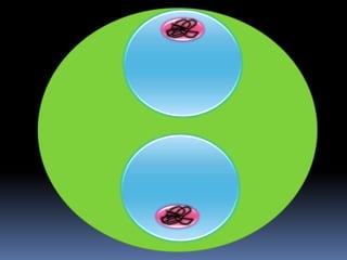 Mitosis Flip Book | PPT