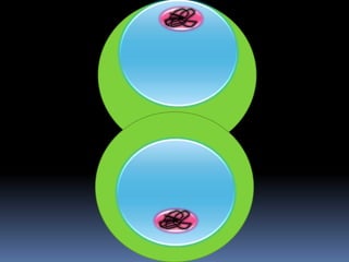 Mitosis Flip Book | PPT