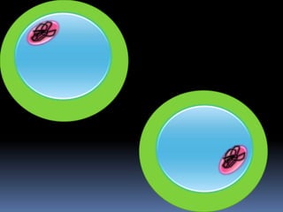 Mitosis Flip Book | PPT