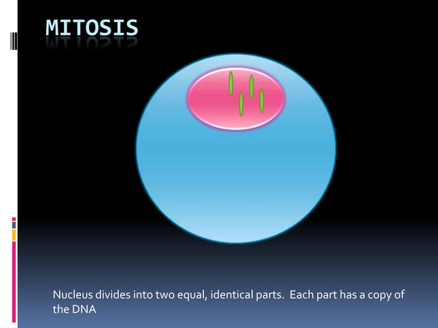 Mitosis Flip Book | PPT