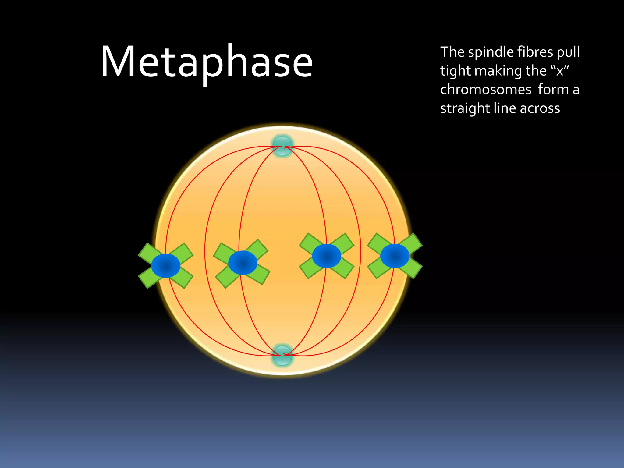Mitosis Flip Book | PPTX