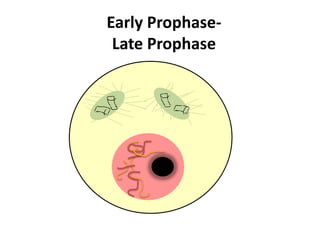 Mitosis Flip Book | PPTX