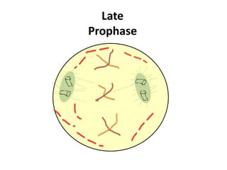Mitosis Flip Book | PPTX