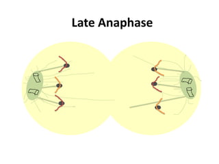 Mitosis Flip Book | PPTX
