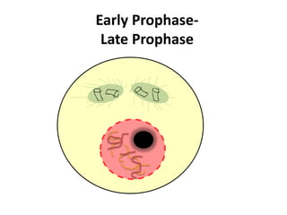 Mitosis Flip Book | PPTX