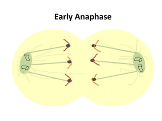 Mitosis Flip Book | PPT