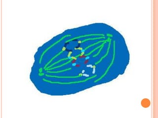 Mitosis Flip Book | PPT
