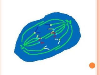 Mitosis Flip Book | PPT