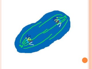 Mitosis Flip Book | PPT