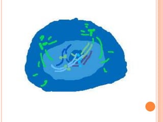 Mitosis Flip Book | PPT