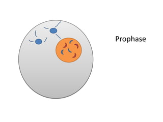 Mitosis flip book | PPTX