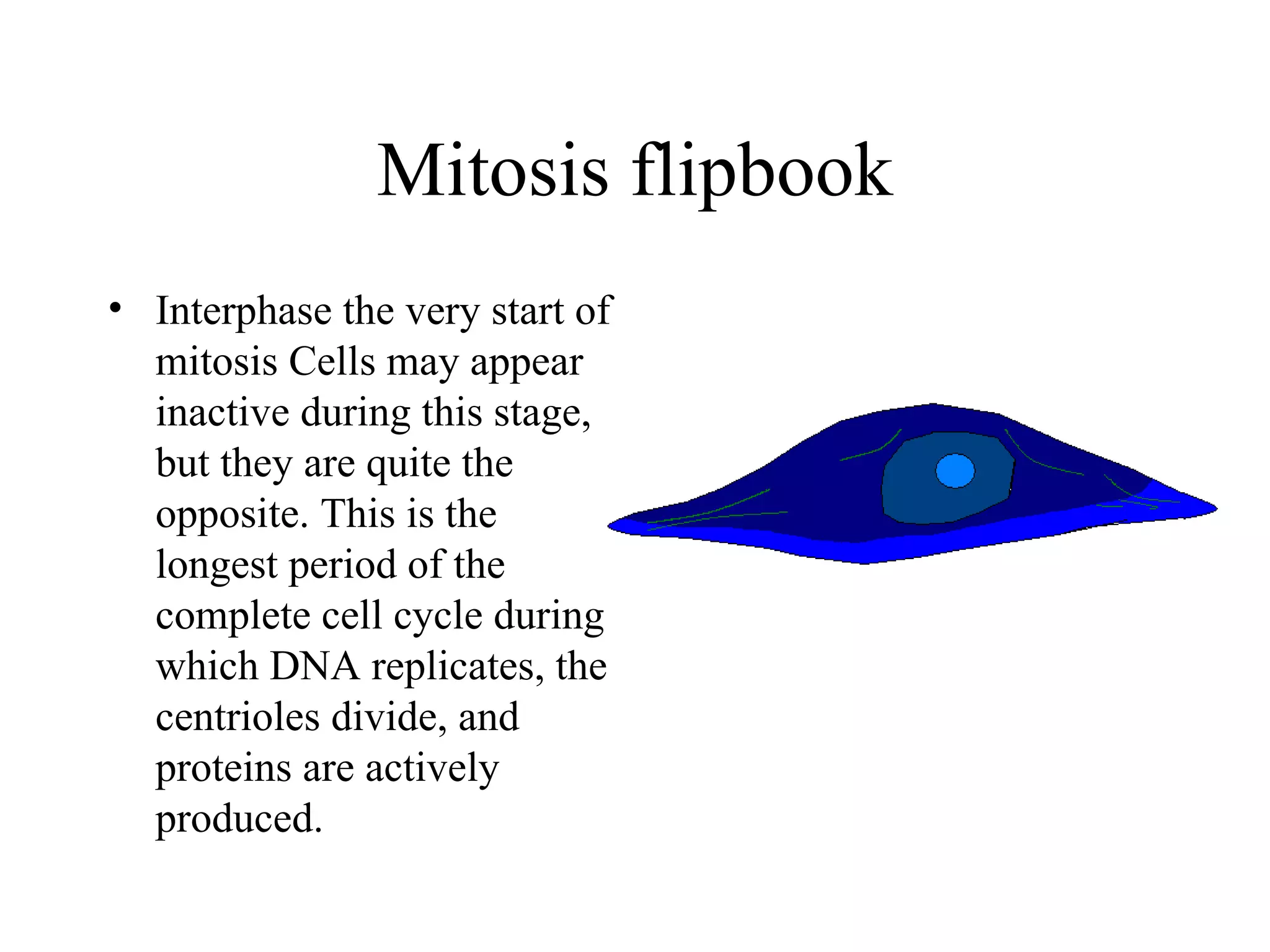 Mitosis flipbook | PPT