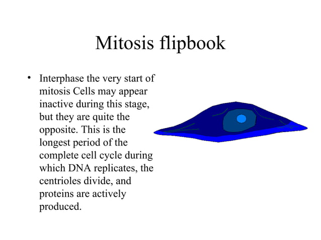 Mitosis flipbook | PPT