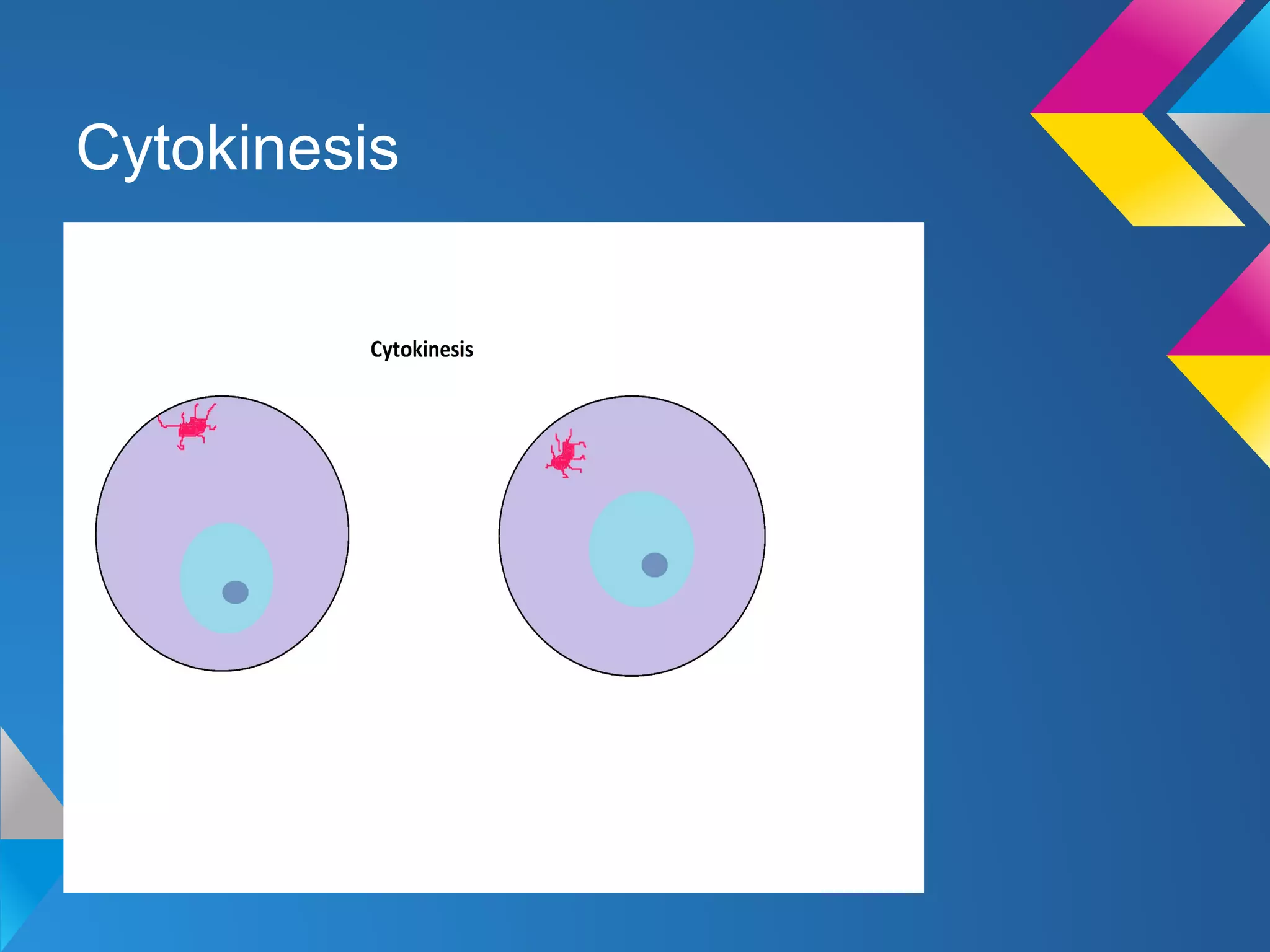 Mitosis Flipbook By: Jordyn Reeves | PDF